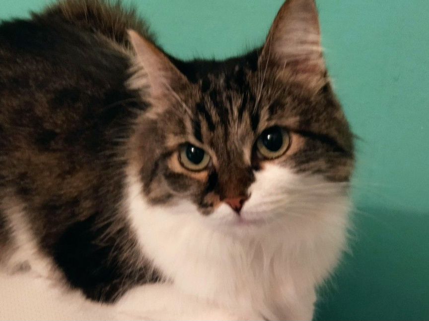 Кошка стерилизованная