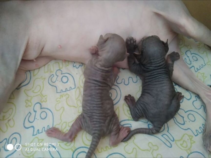 Донской сфинкс котята