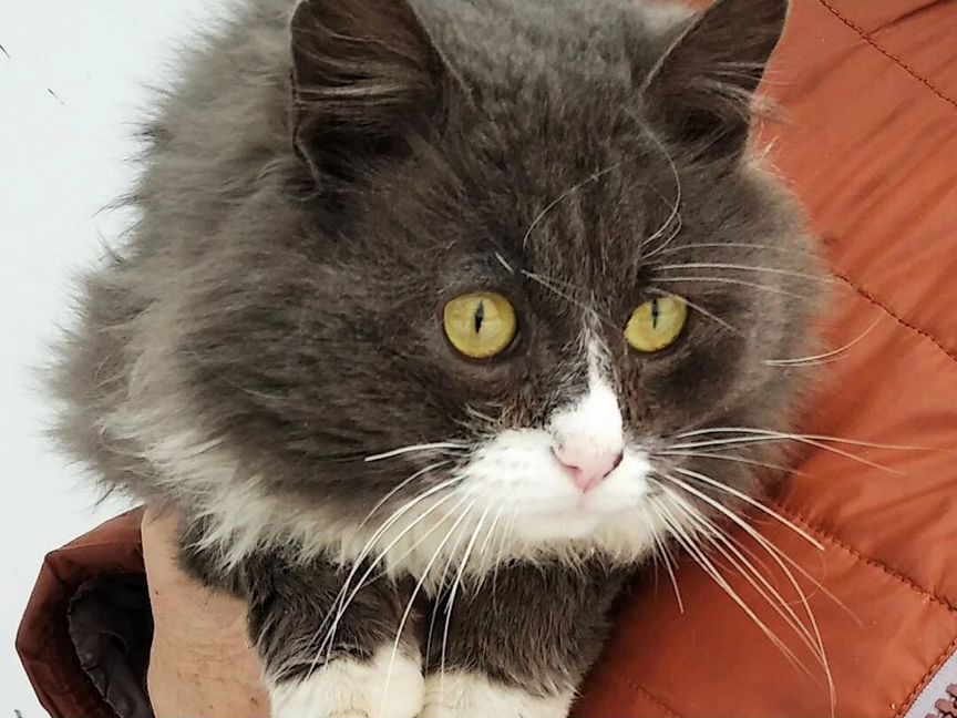 Роскошный красавец кот