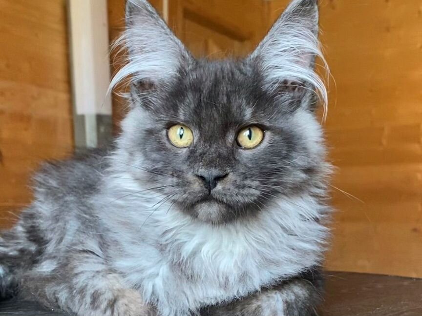 Котик мейн-кун черный дым