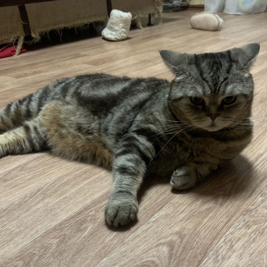 Британский короткошёрстный кот, взрослый