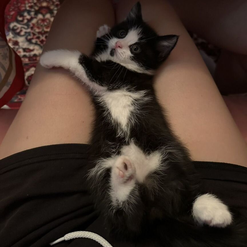 Котёнок в добрые руки