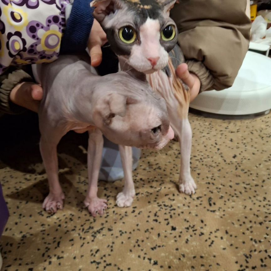 Сфинкс украинский левкой