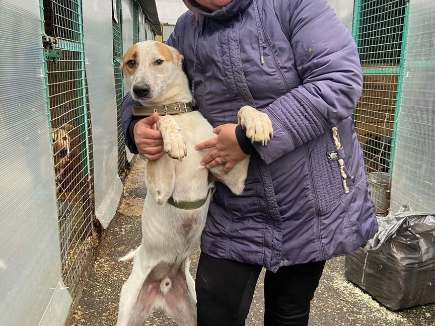 Собака Кевин в семью