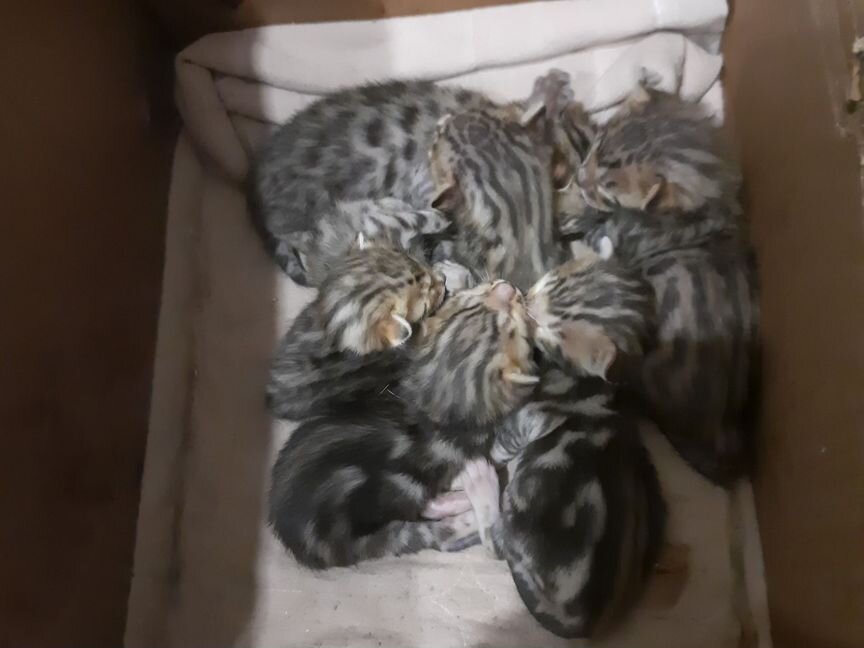 Бенгальские котята
