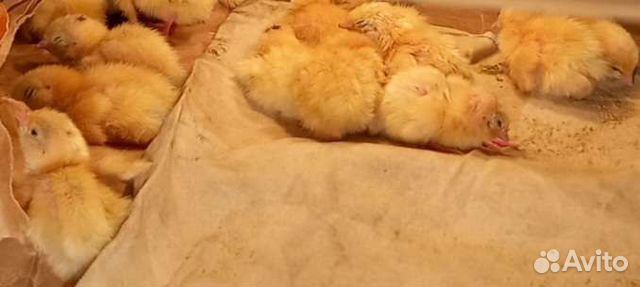 Цыплята перепёлок