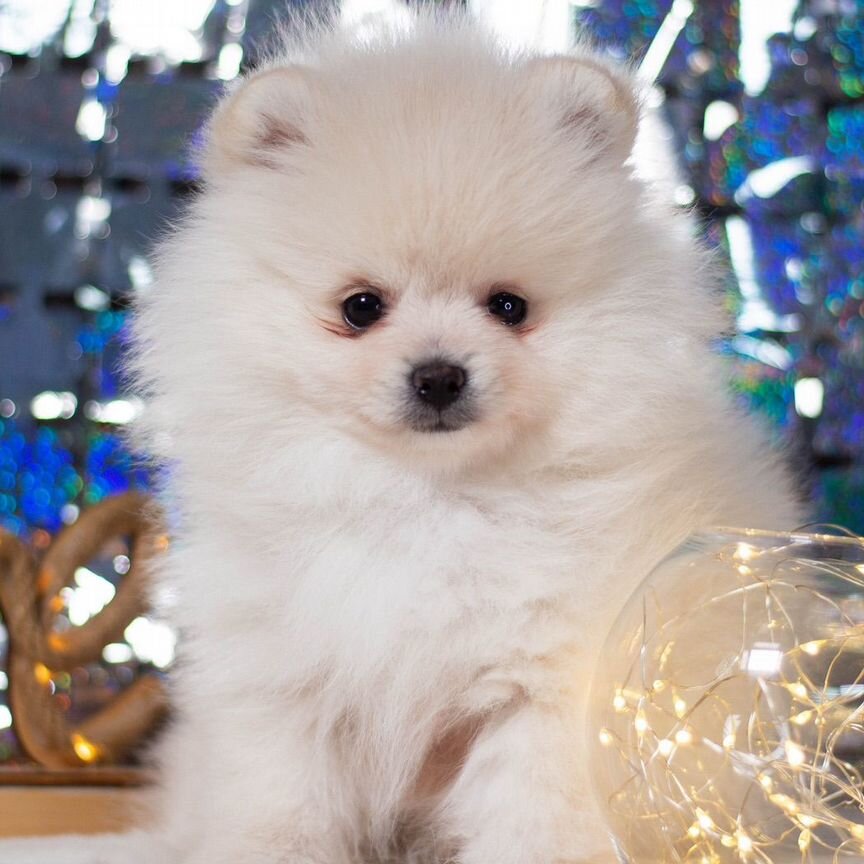 Померанский шпиц, щенок