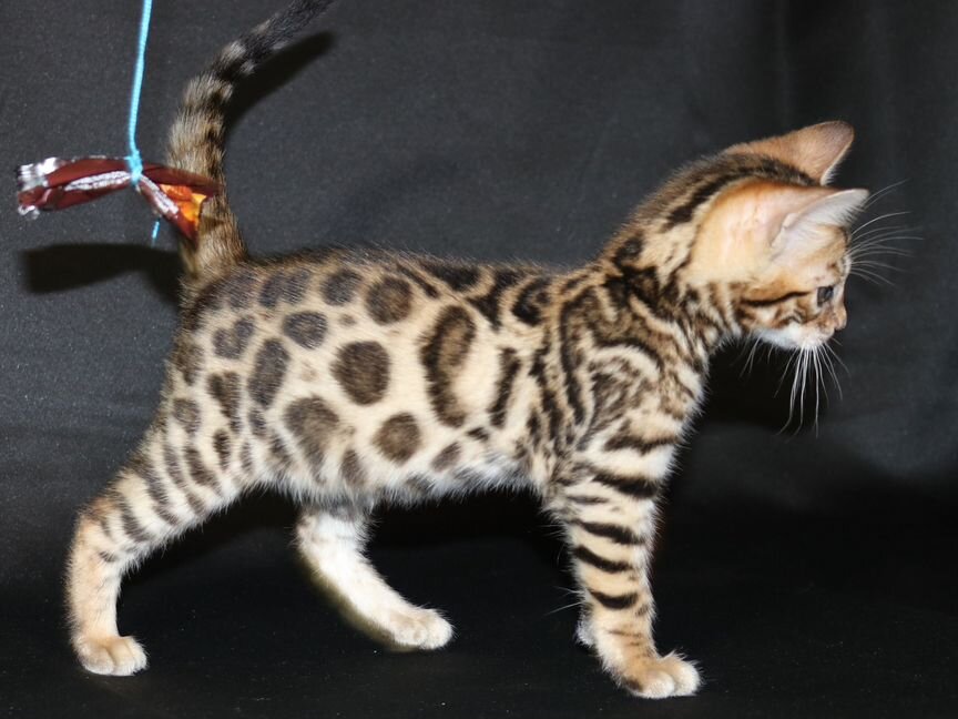 Бенгальские котята