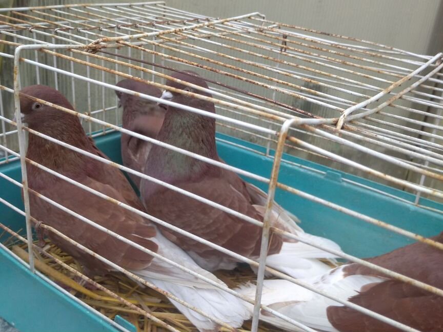 Ижевские голуби 4 бурых