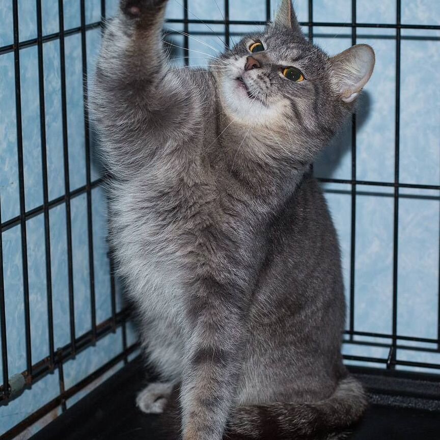 Классный кот