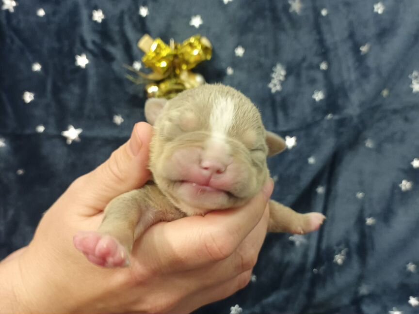 Американский булли