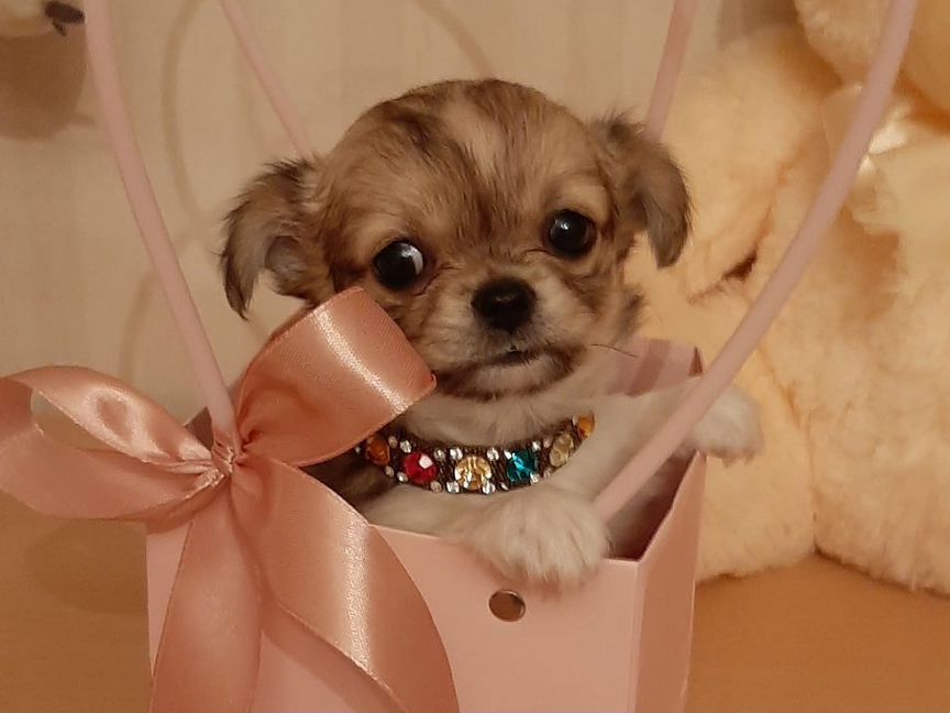 Щенки чихуахуа