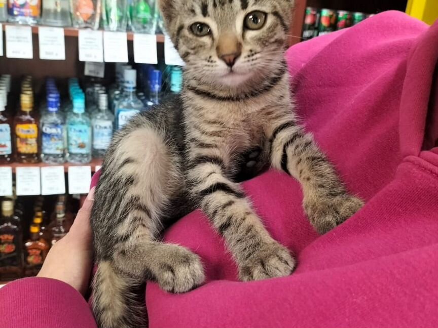 Котята в добрые руки