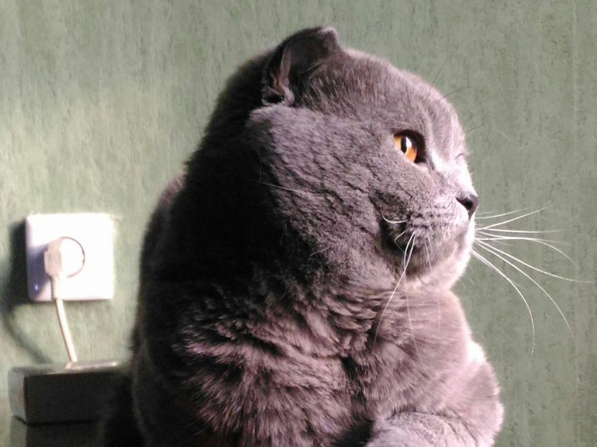 Котик желает познакомиться с кошечкой