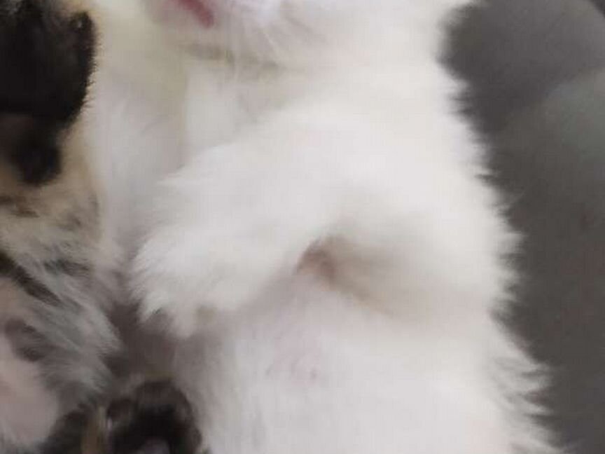 Котенок (девочка) в добрые руки