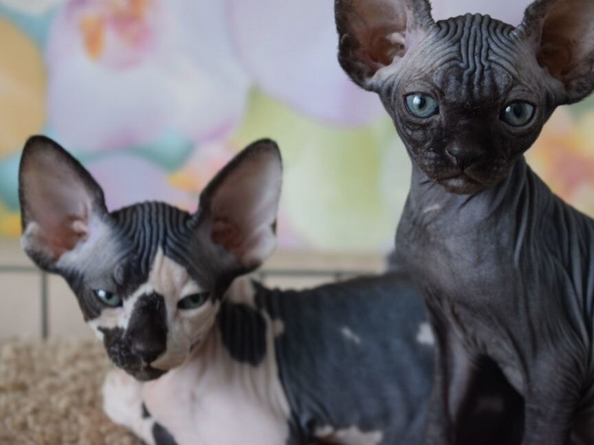 Канадский сфинкс котята