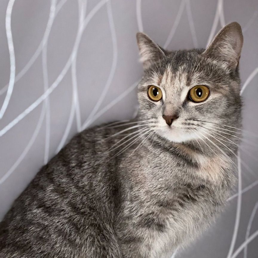 Отдам в добрые руки кошечку 1,5 года