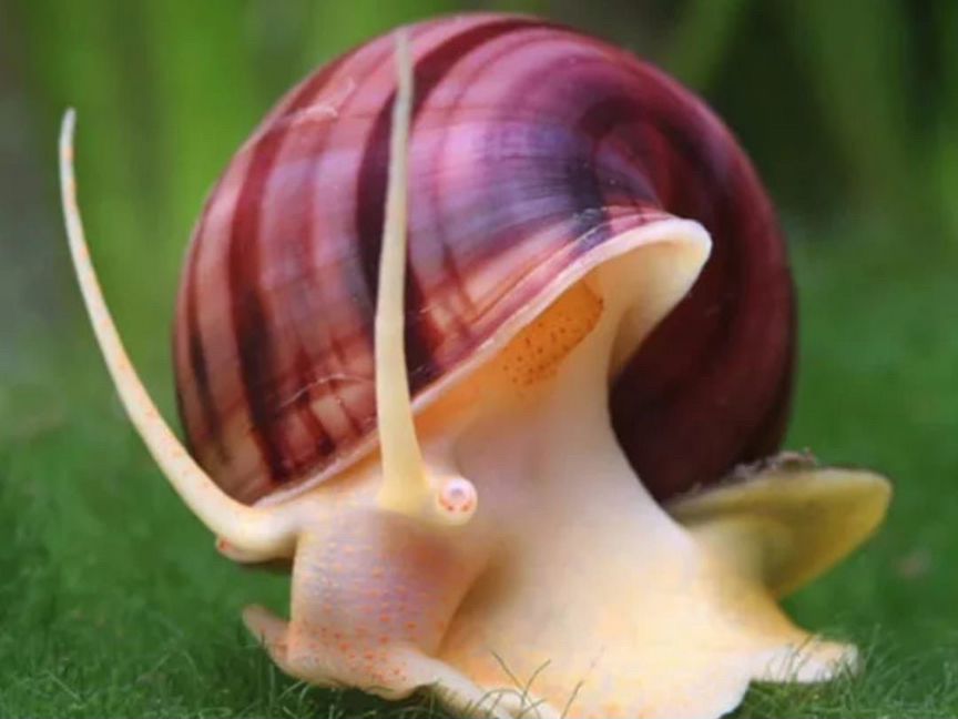 Улитки аквариумные ампулярии