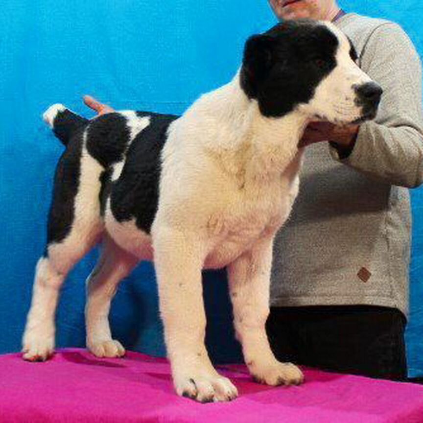 Породный алабай