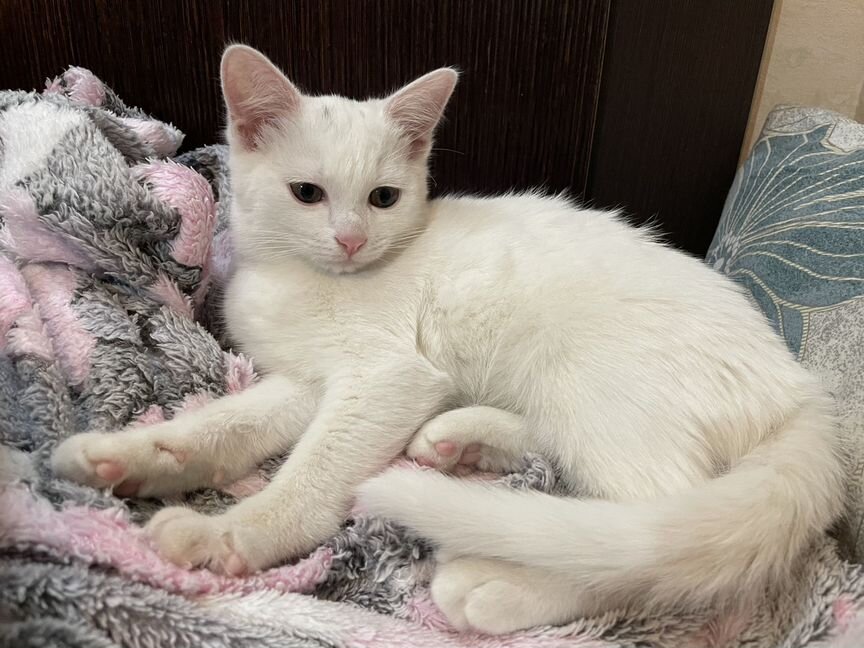 Белый котенок