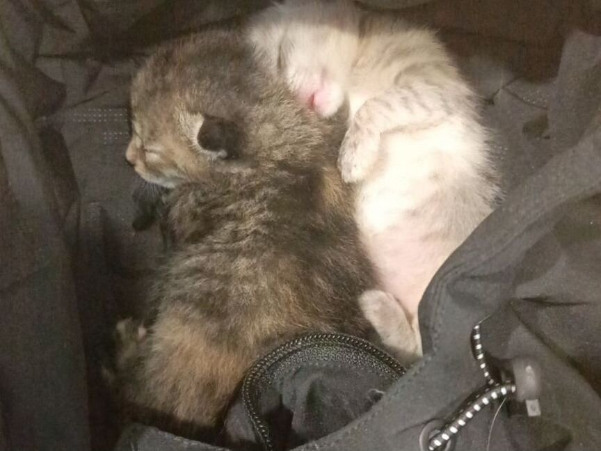 Котята в добрые руки