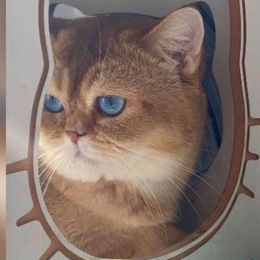 Кот дгг (DBY)