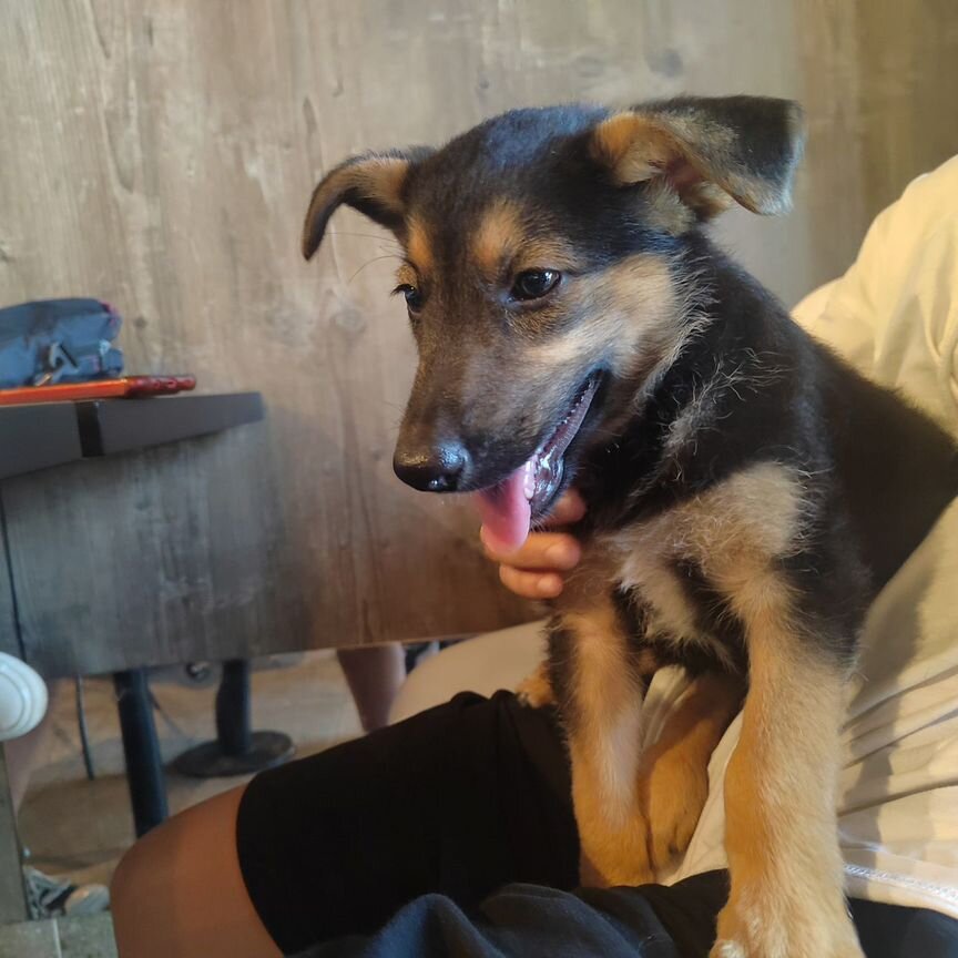 Собака дворняжка