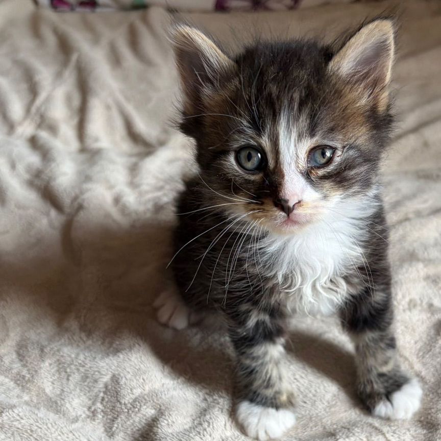 Котёнок в добрые руки