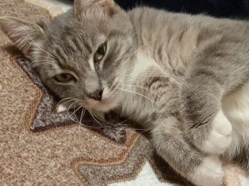 Кошечку выставляют на улицу