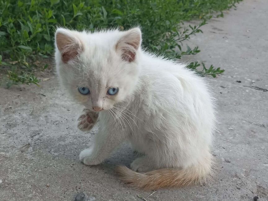 Отдам котят в добрые руки