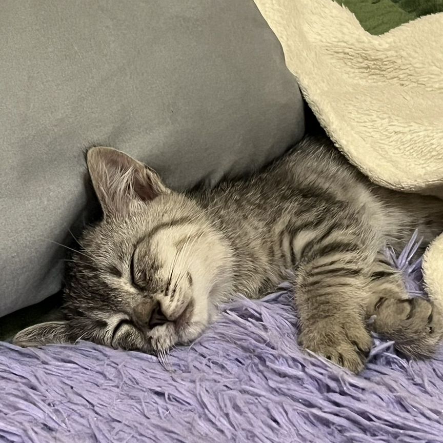 Отдам котенка в добрые руки