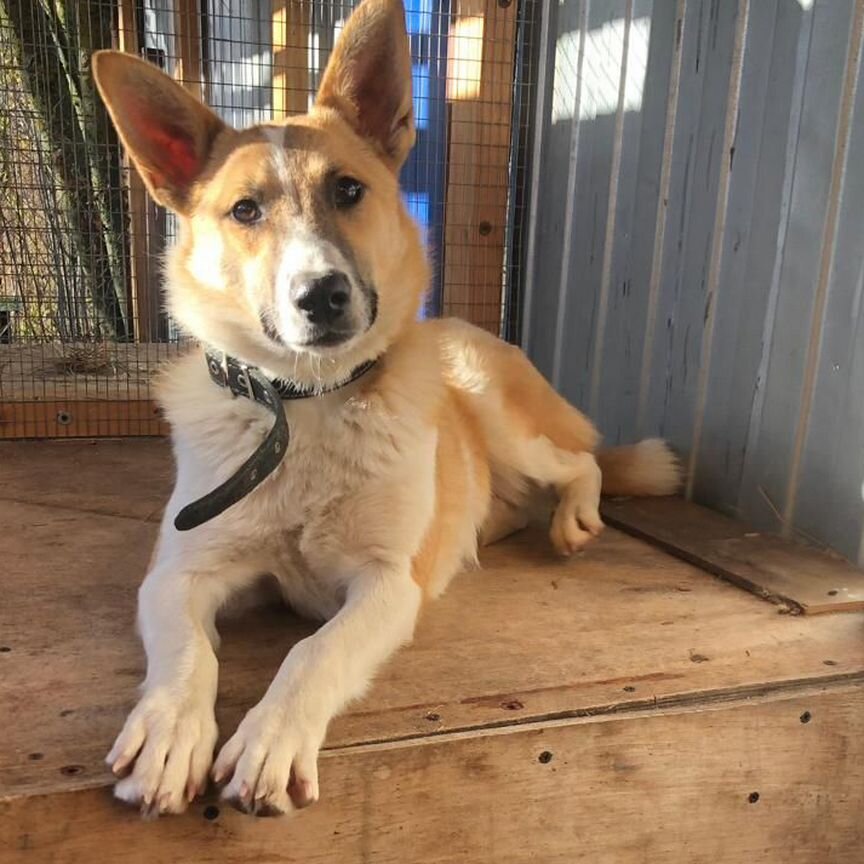 Щенок-подросток в добрые руки