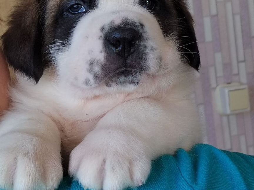 Сенбернар мальчик с полным пакетом документов РКФ