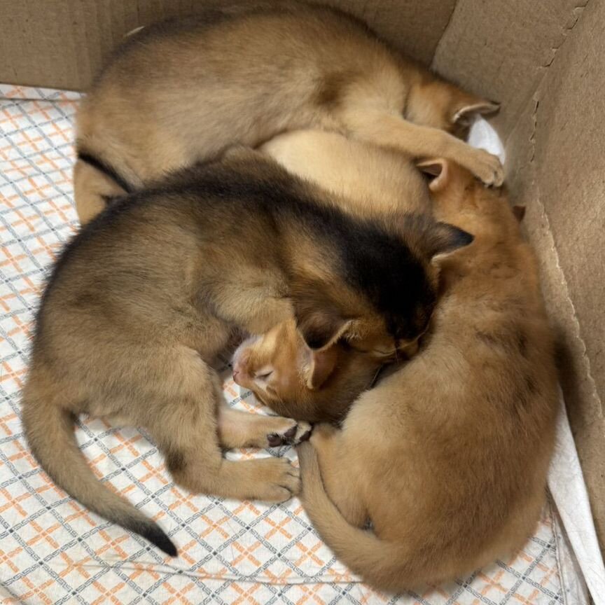 Абиссинский котёнок