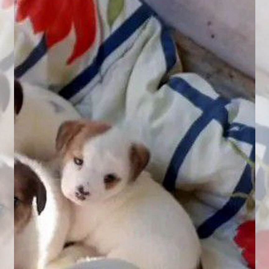 Джек-рассел-терьер, щенок