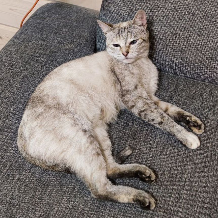 Кошка нашлась в Экодолье Обнинск