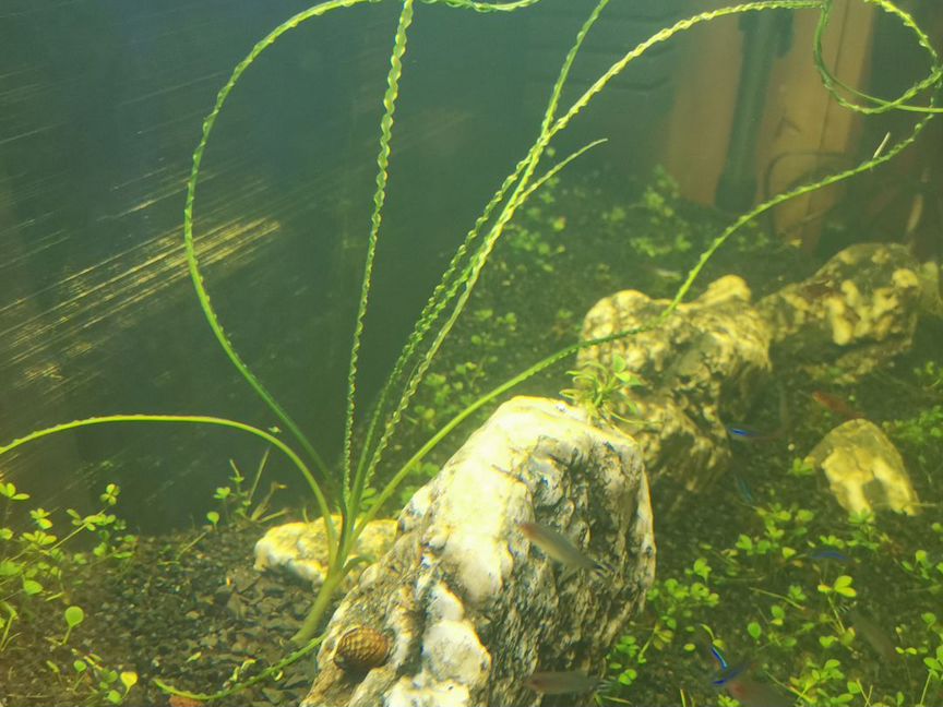 Аквариумное растение