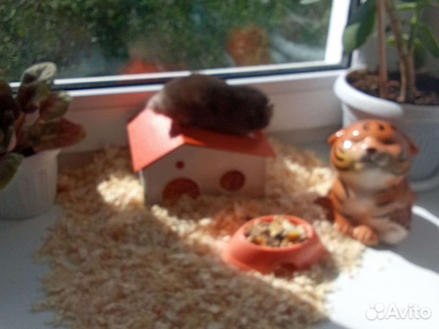 Сирийский хомячок