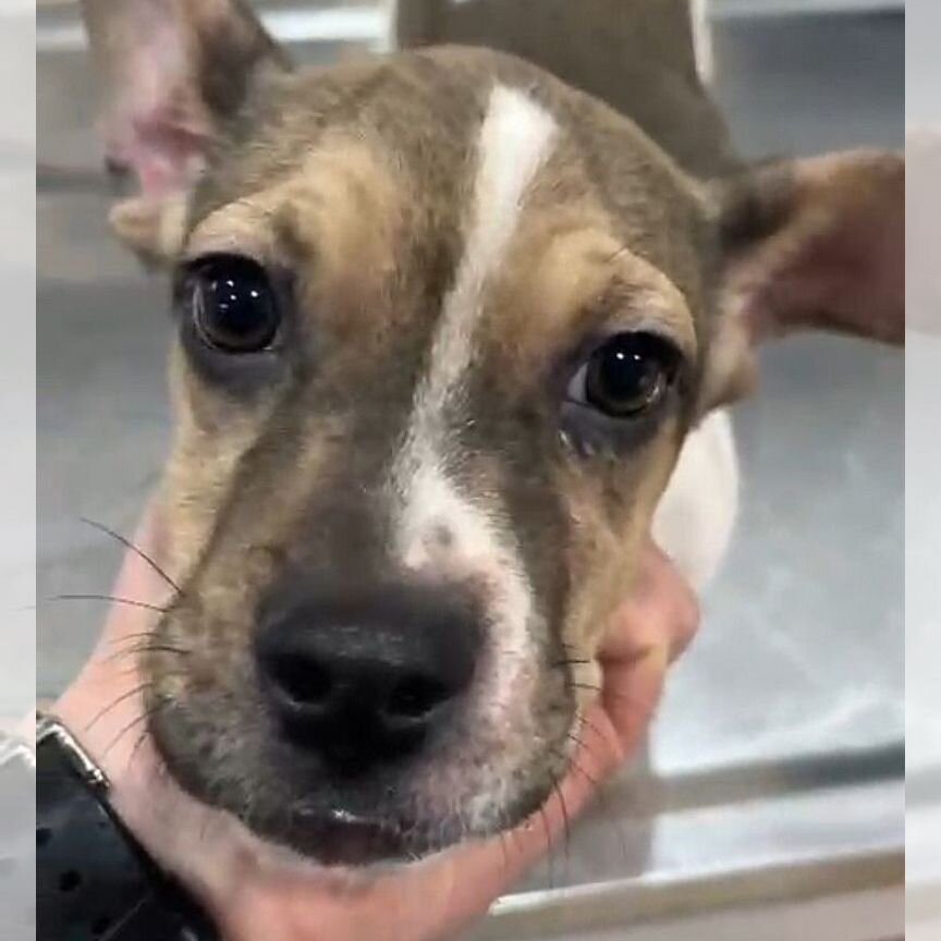 Французский бульдог, щенок