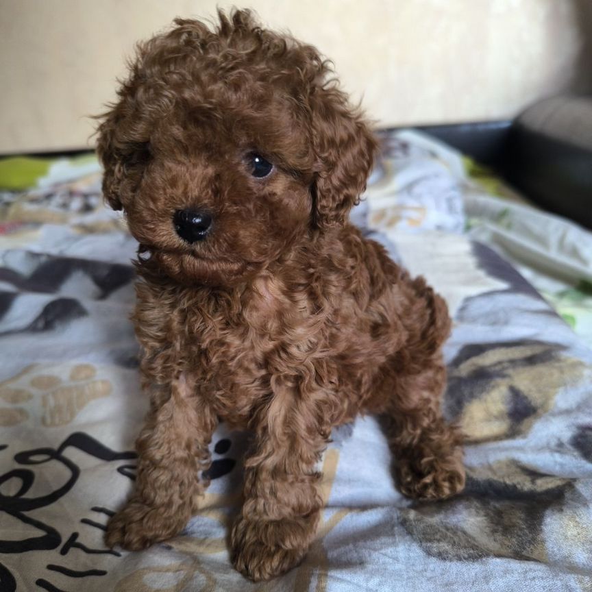 Мальтипу, щенок