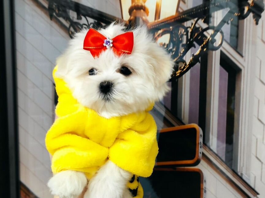 Мальчики мальтезе с документами РКФ