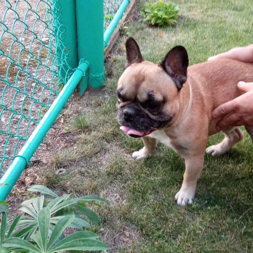 Французский бульдог мини