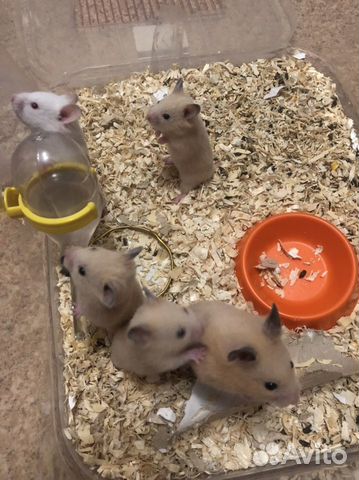 Сирийский хомяк