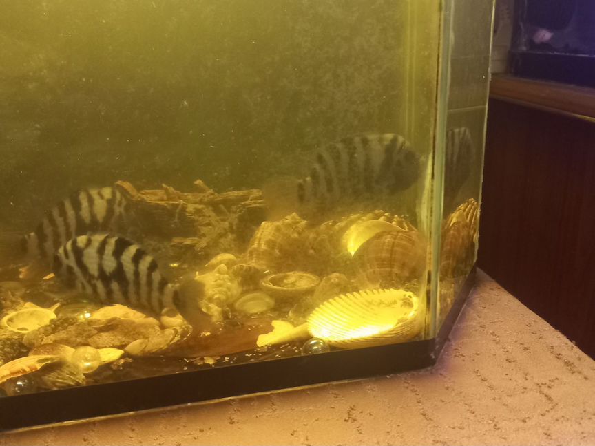 Аквариумные рыбки