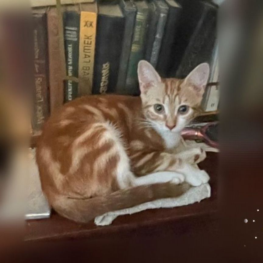 Девочка котёнок в добрые руки