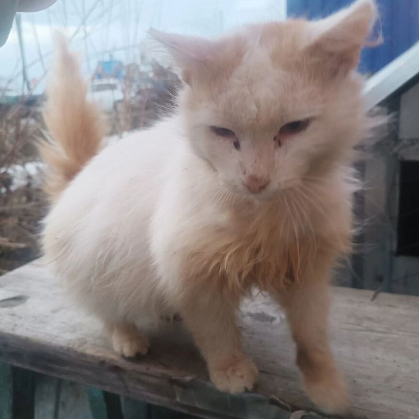 Котик в добрые руки