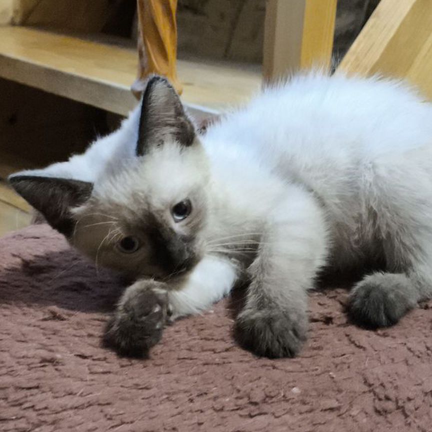 Сиамский котёнок