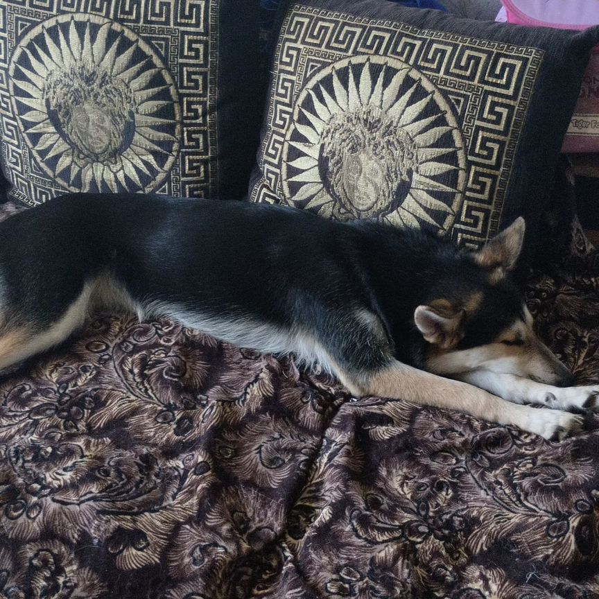 Продам собаку