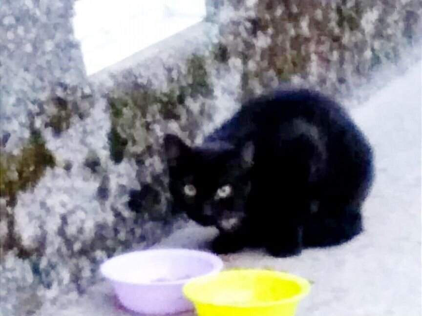 Может погибнуть котик