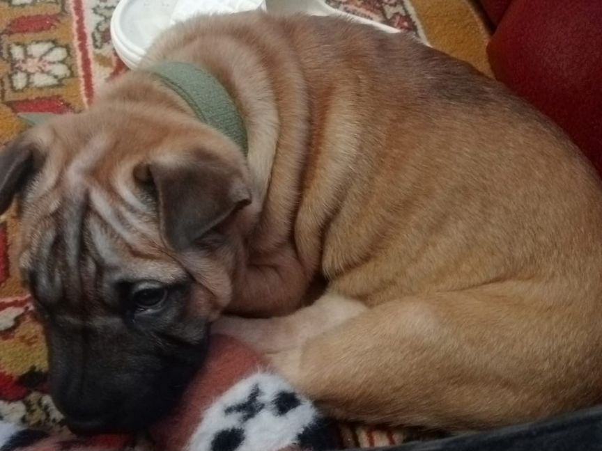 Собака шарпей